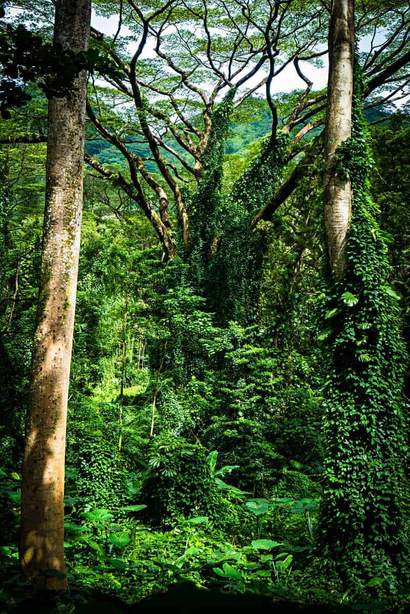 Hiking Manoa Falls Trail In Honolulu, Oahu, Hawaii - Manoa Falls Website
