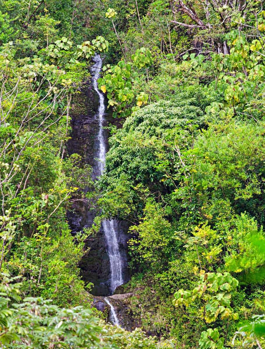 Manoa Falls Hike Time - Manoa Falls Website