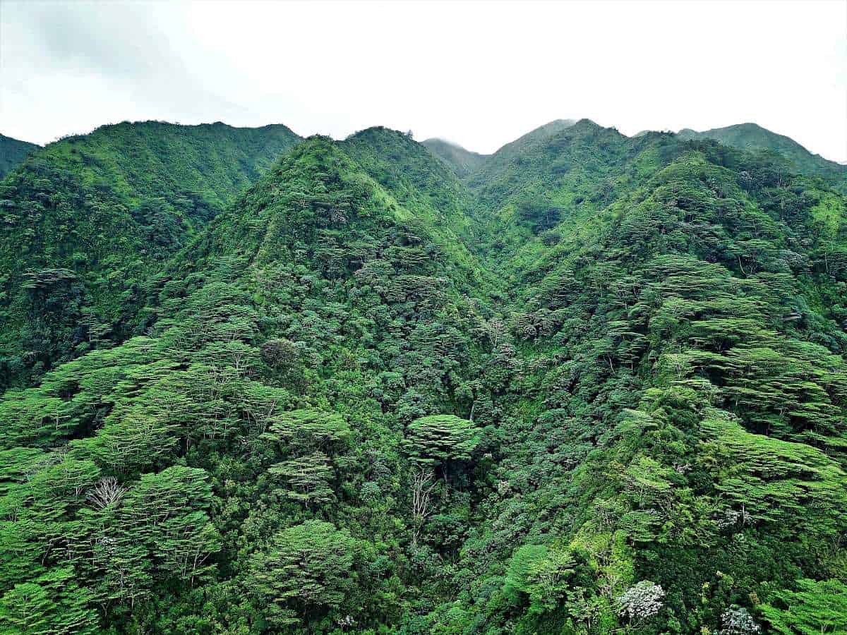 Manoa Falls Directions - Manoa Falls Website