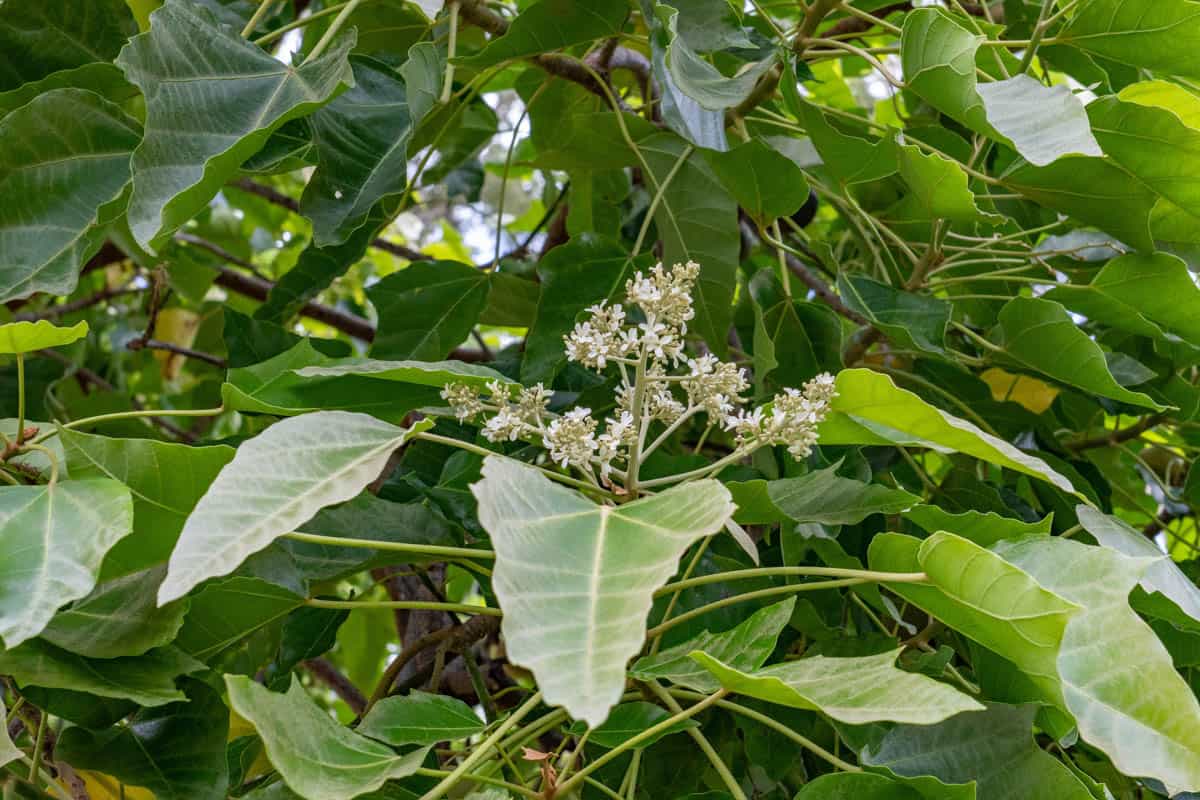 Things to Do Near Manoa Falls - Manoa Falls Website